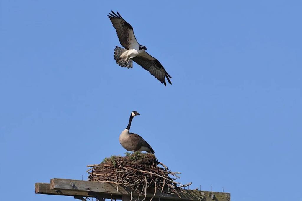 Hydro crews in B.C. help move ospreys evicted from nest | Nelson Star