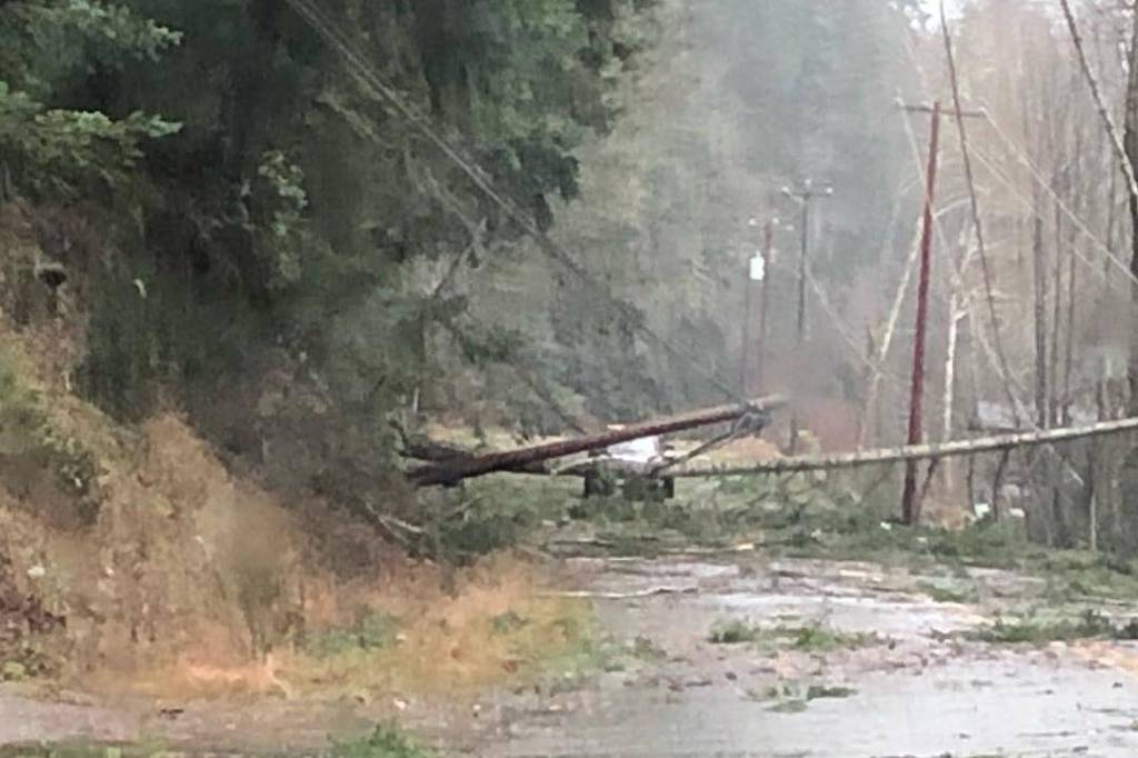 One person dead after tree falls on them in B.C. storm | Nelson Star