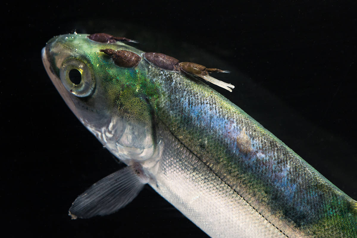 ‘Unprecedented’ coalition demands end to B.C. salmon farms | Nelson Star