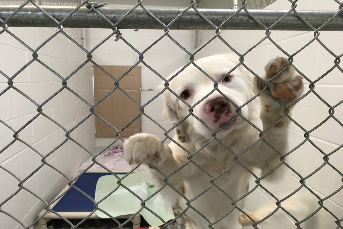 Owner of animals seized from Princeton-area could face fine up to ...