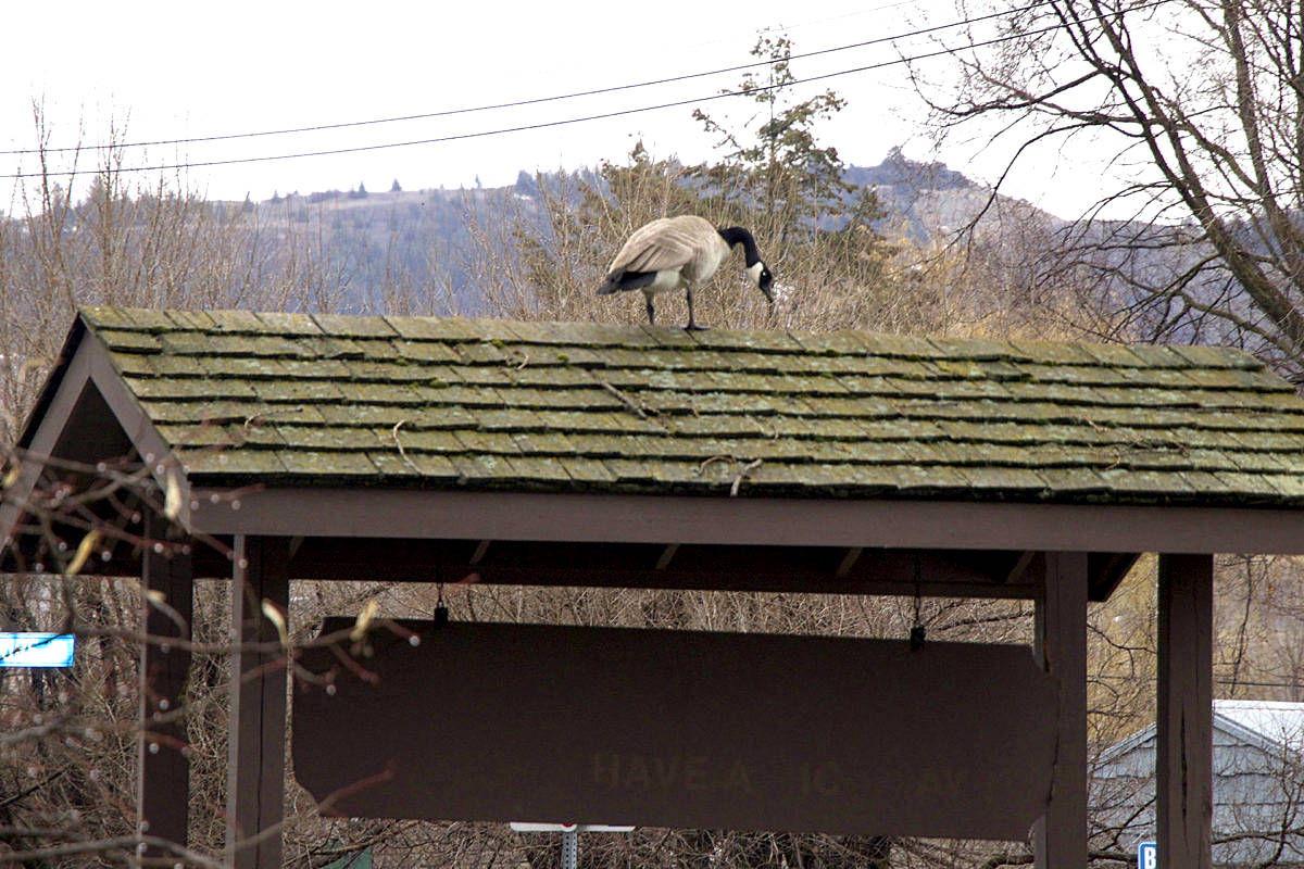 Okanagan city pulls the trigger on goose cull | Nelson Star