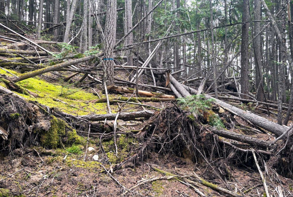 Logging, fire mitigation underway on private forest above Nelson’s Rail ...